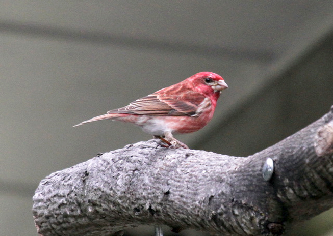 The winter of the Northern Finches | News, Sports, Jobs - The Express